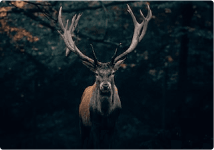 MAAC Basheerbagh - Best Animation, VFX & Gaming Institute